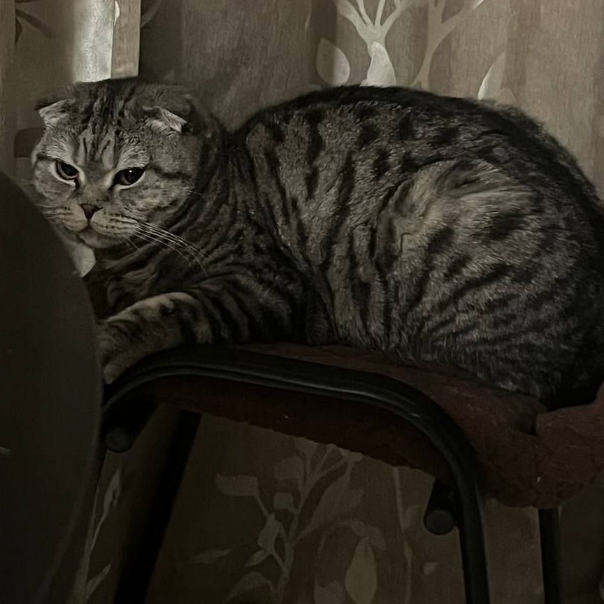 Шотландская вислоухая короткошёрстная, взрослая кошка