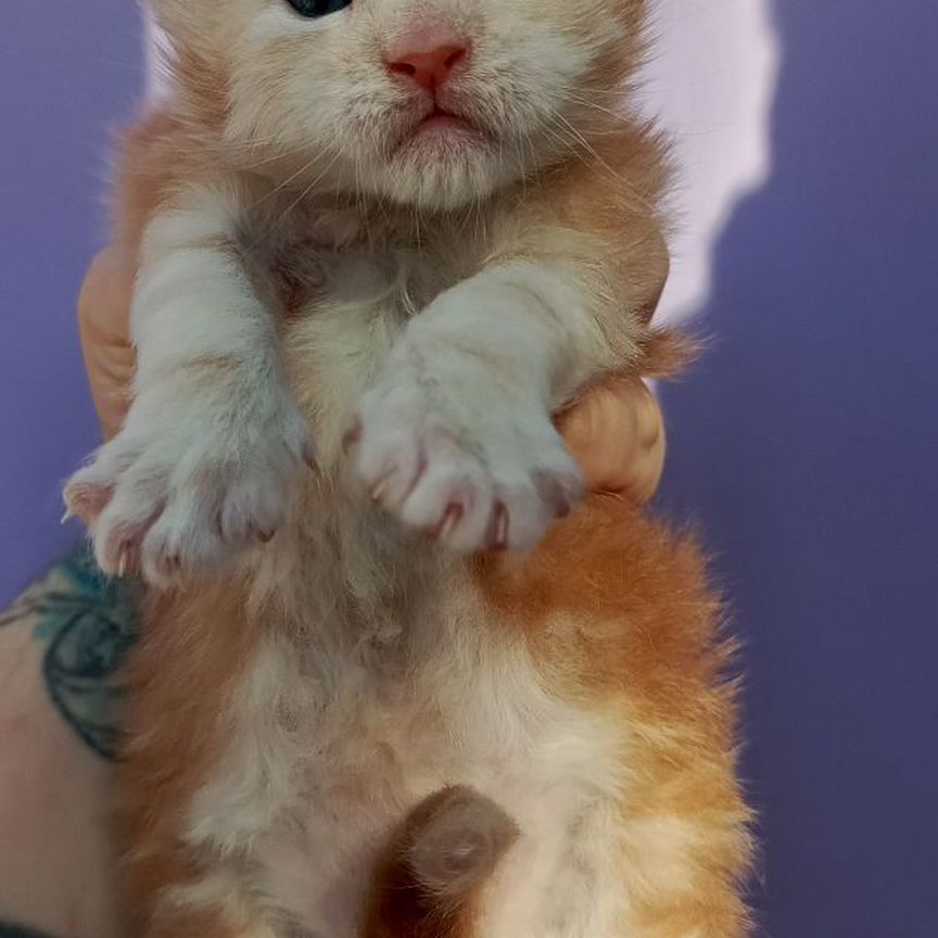 Рыжики мейн-куны