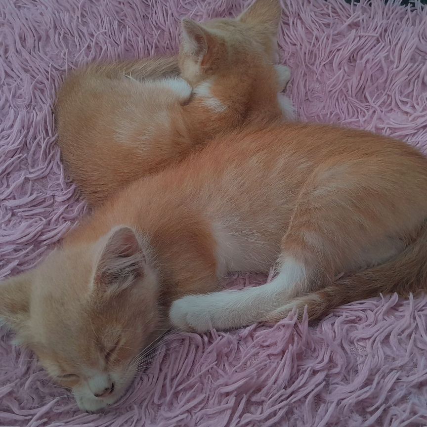 Котята ищут дом отдам рыжего котёнка