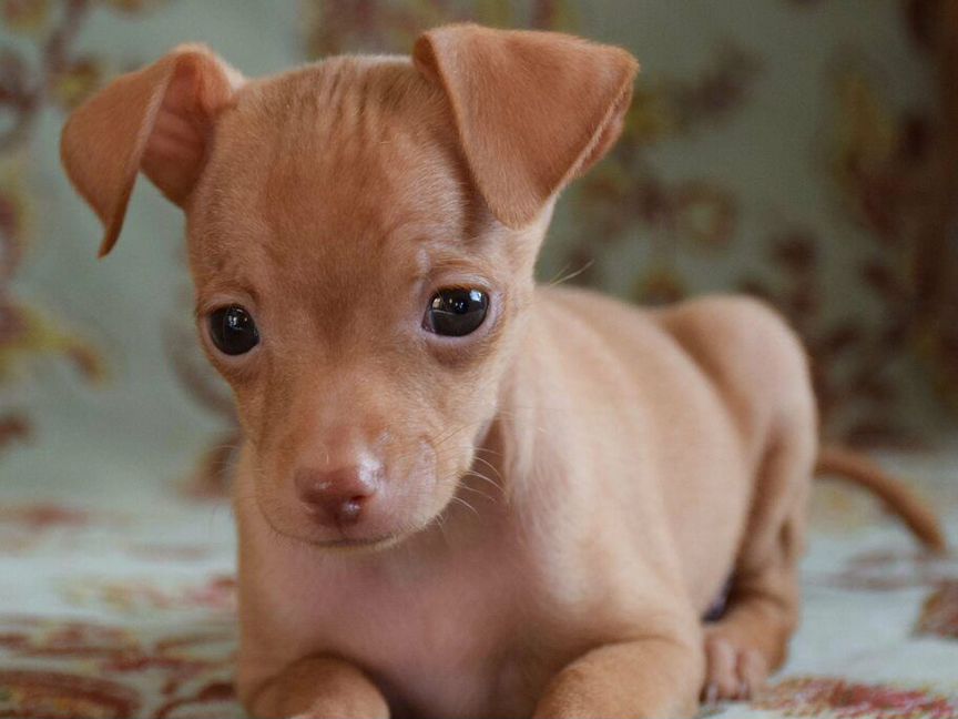 Щенки той терьера девочка