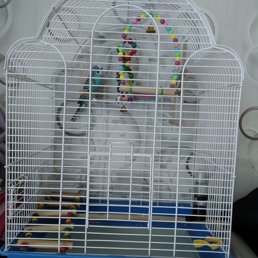 Попугай волнистый вместе с клеткой