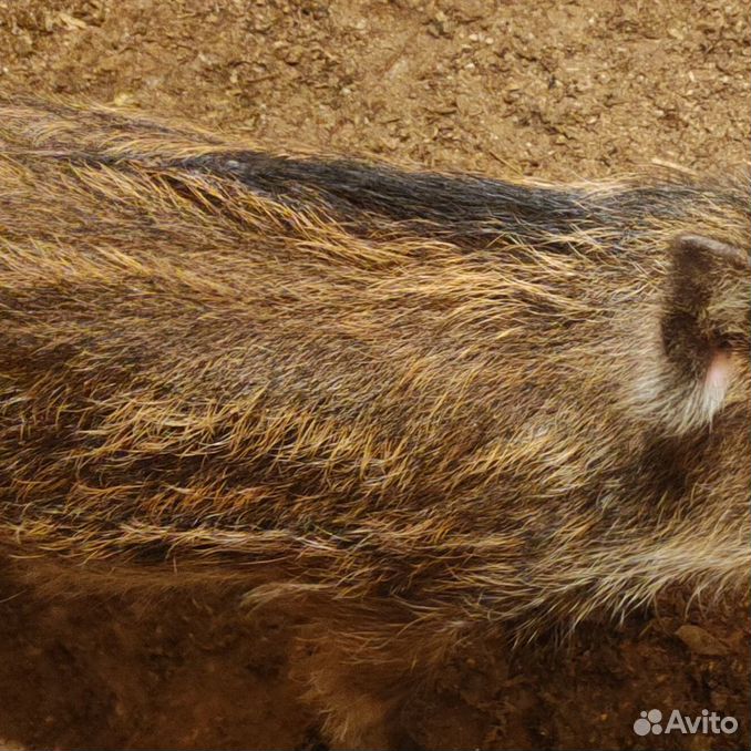 Дикий кабанчик