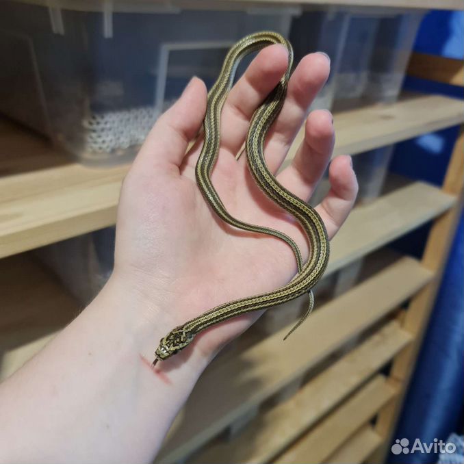 Узорчатый полоз, змея