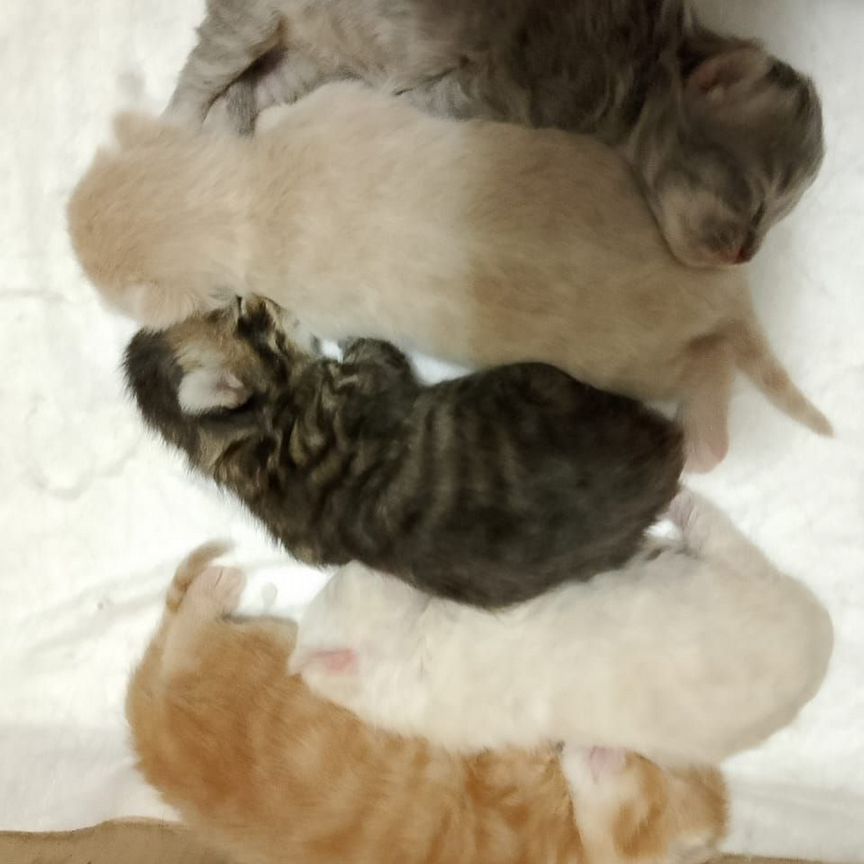 Котята шиншилла тяжеловесы
