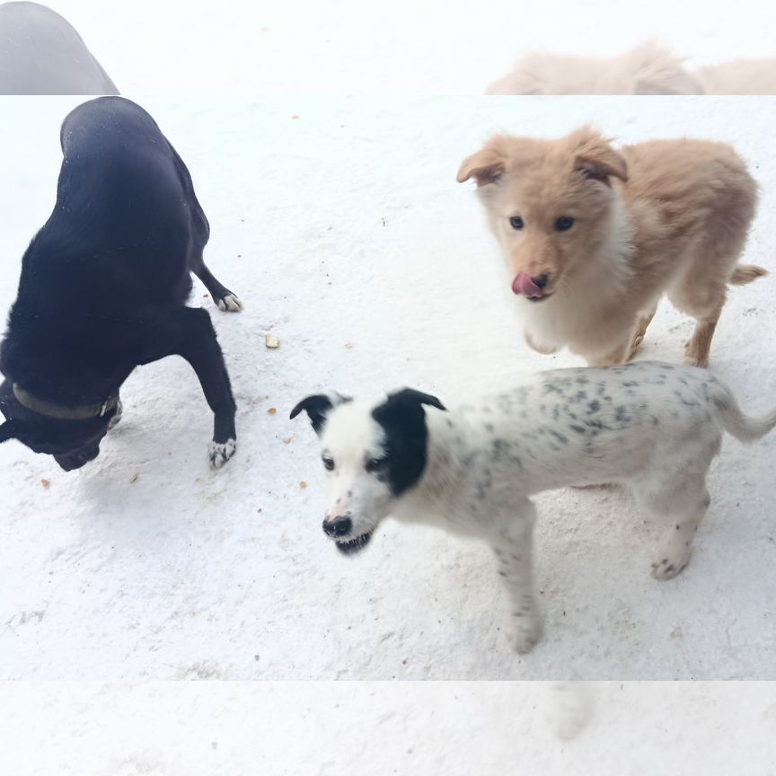 Щенок в добрые руки