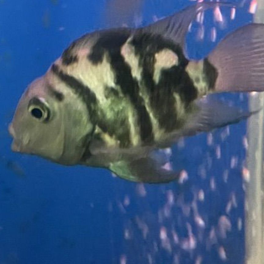 Аквариумные рыбы сапфировый попугай