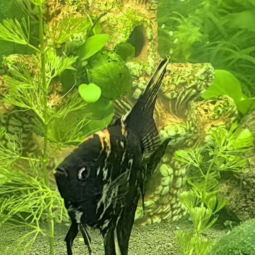 Скалярия черная