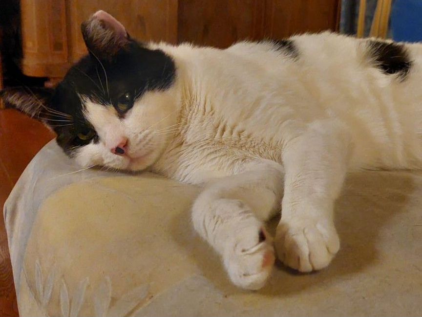 Доброго котика гоняют другие коты. Ищет дом