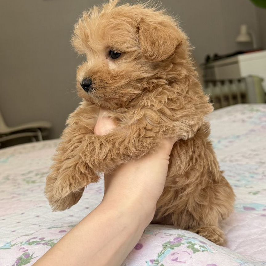 Мальтипу, щенок