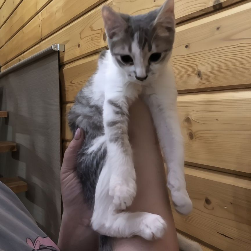 Котёнок в добрые руки