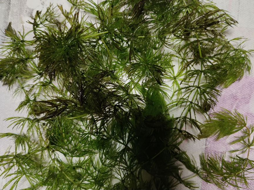 Водоросли для аквариума