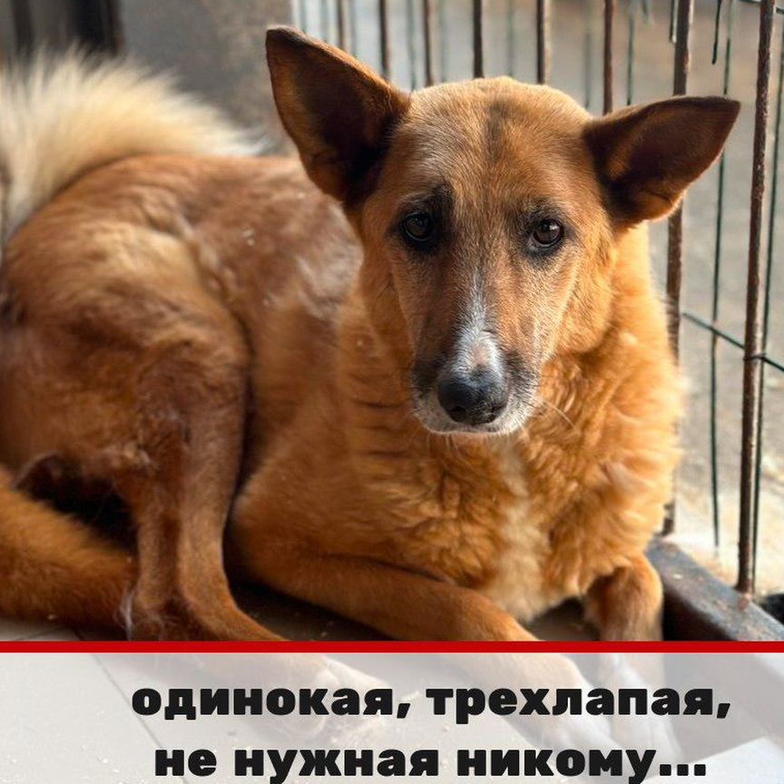 Взрослая собака в добрые руки
