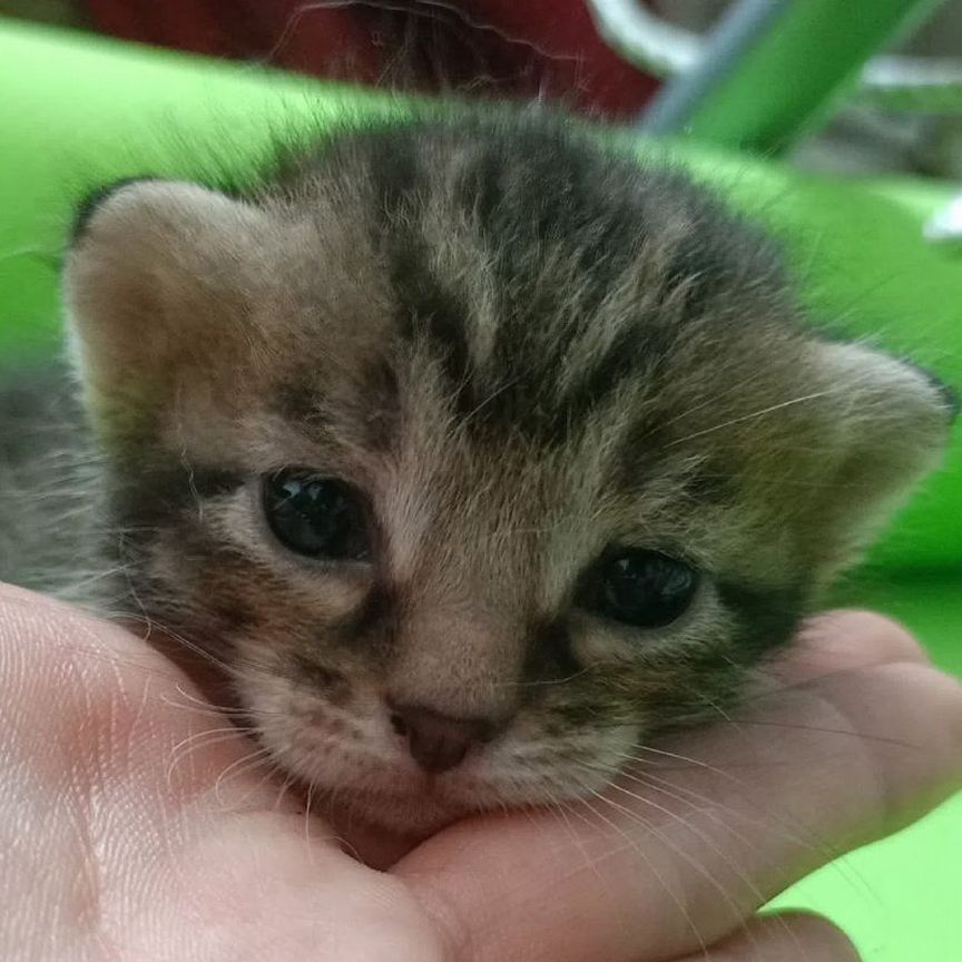 Шотландский вислоухий короткошёрстный котёнок