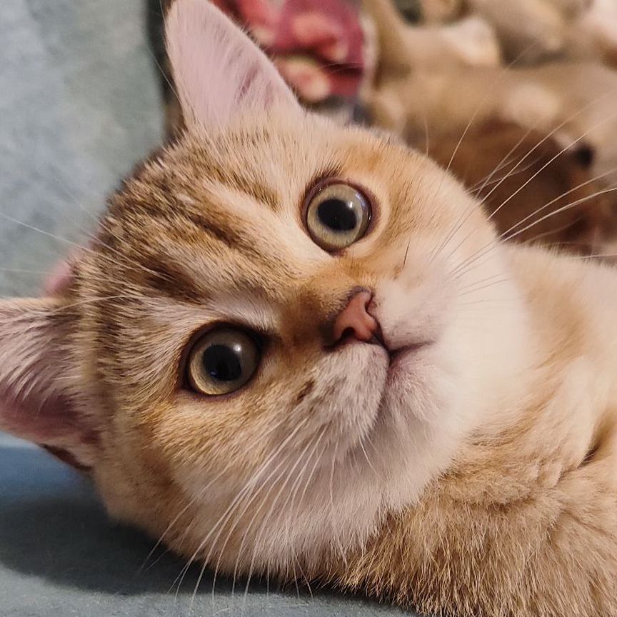 Шотландский прямоухий короткошёрстный котёнок