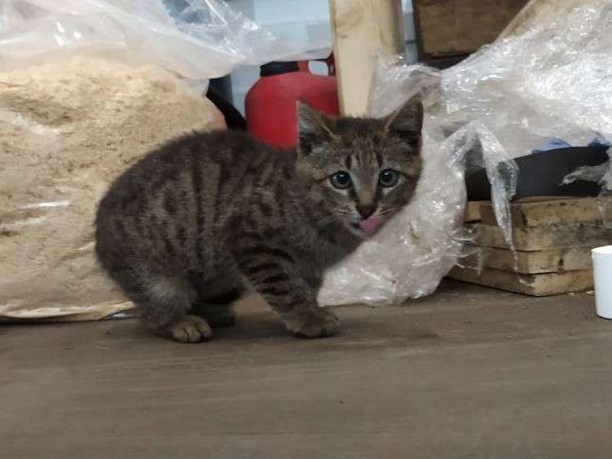 Котёнок в добрые руки 1,5 месяца