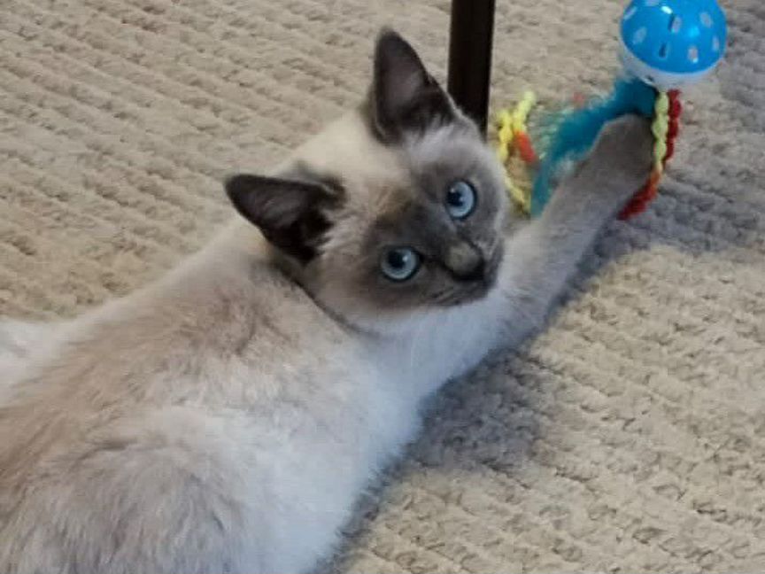 Тайская котенок девочка 3-4 мес в добрые руки