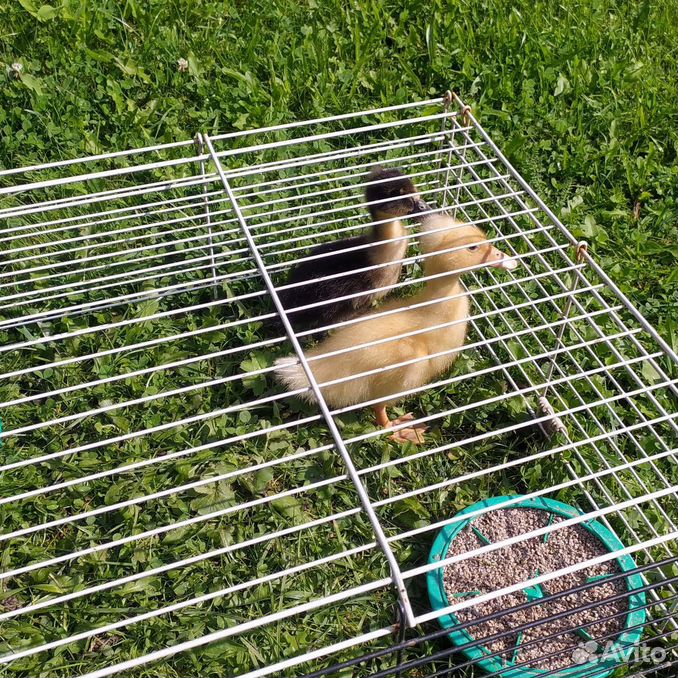 Утята хохлатые