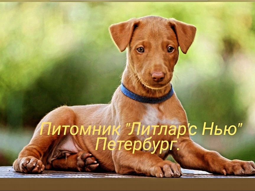 Фараонова собака