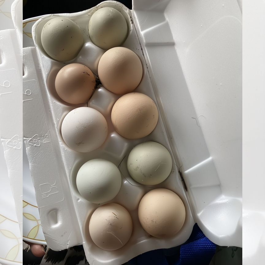 Инкубационное яйцо кур несушек разных пород