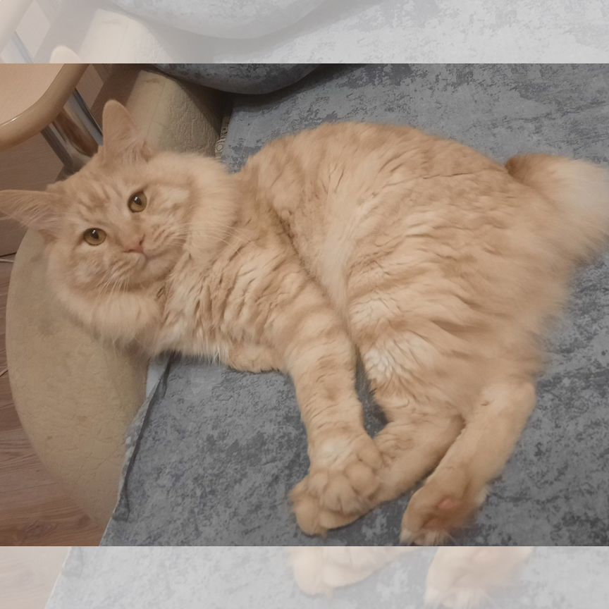 Отдам в добрые руки курильский бобтейл