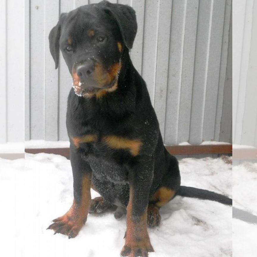 Ротвейлер, взрослый пёс