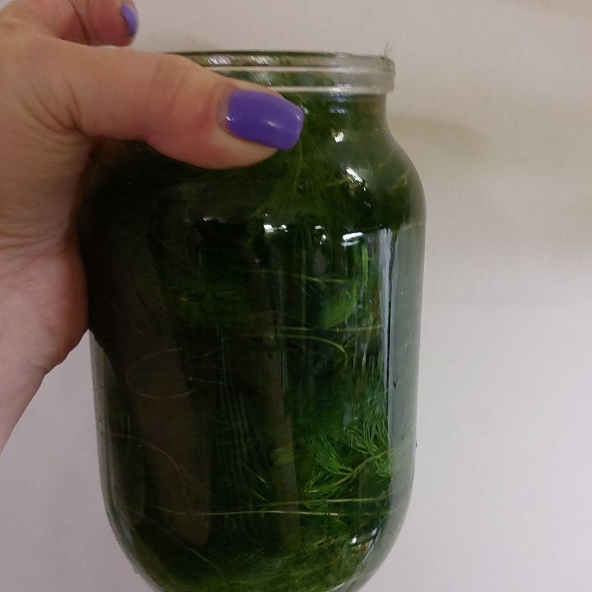 Роголистник бесплатно