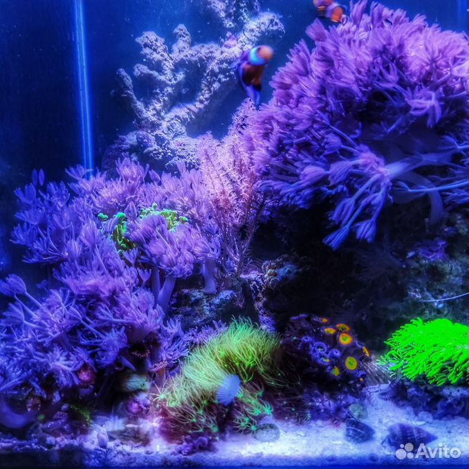 Ксения пульсирующая