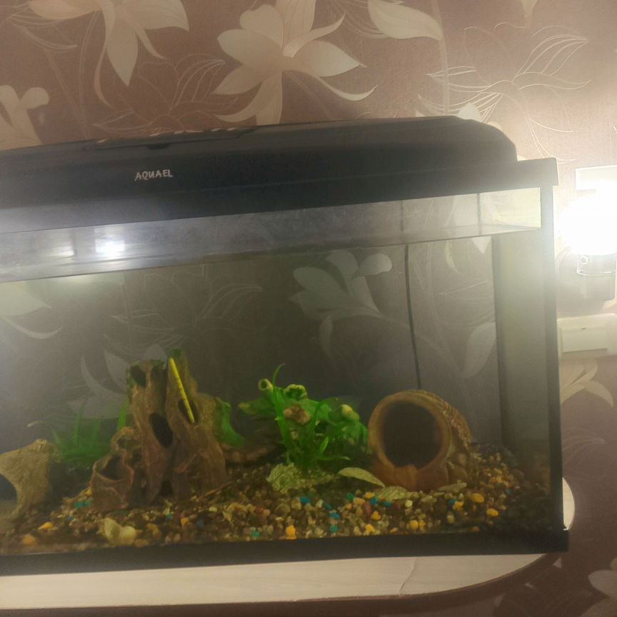 Аквариум