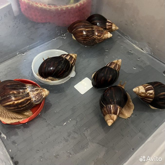 Улитки ахатины средние и большие