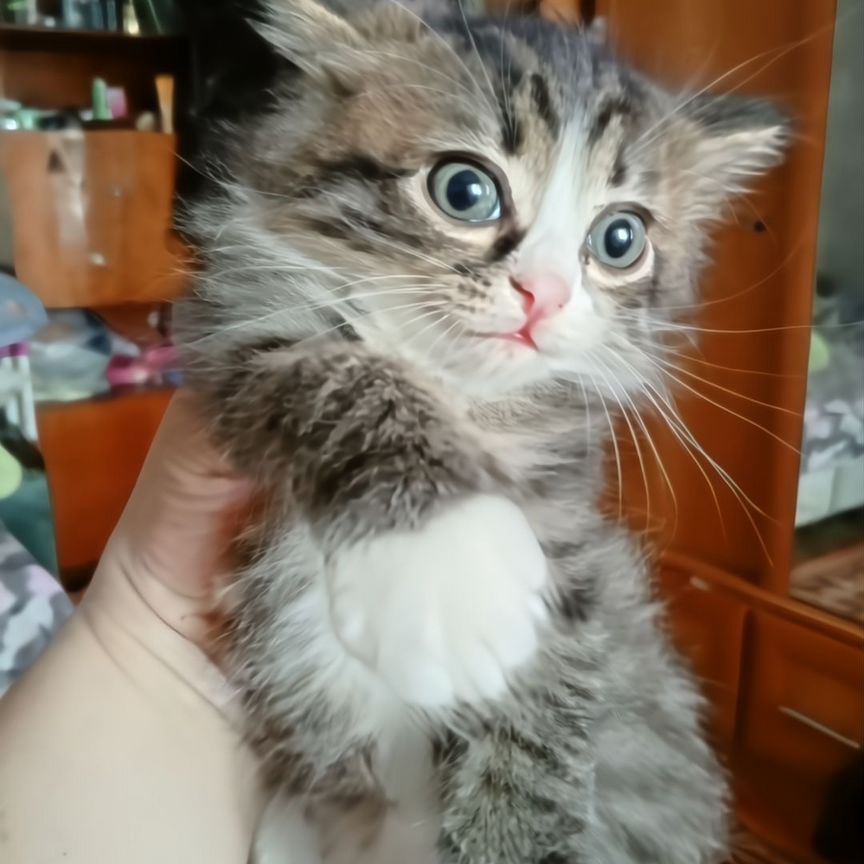 Котёнок в добрые руки