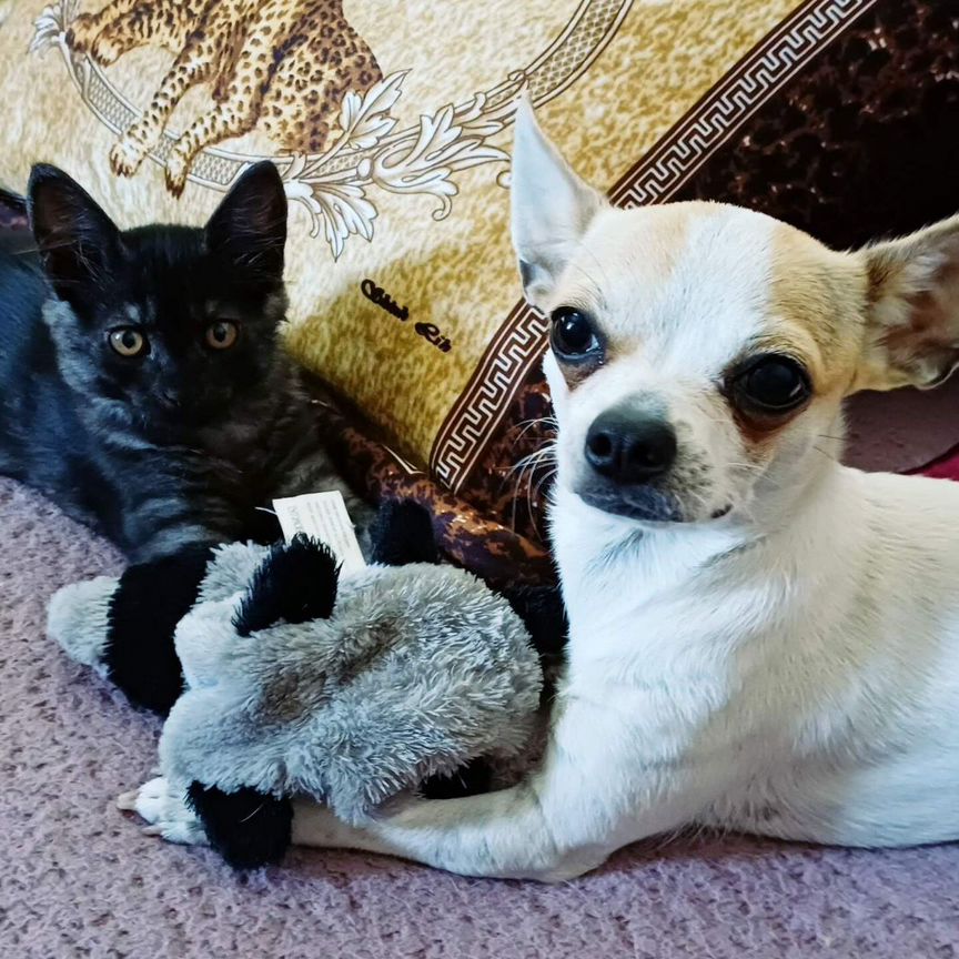 Собаки чихуахуа девочка