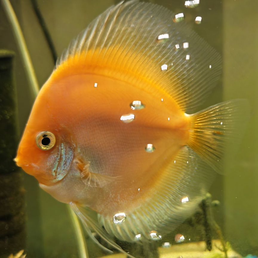 Аквариум с рыбками готовый 60 литров