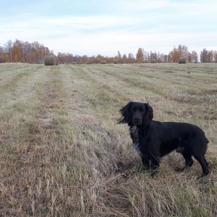 Русский спаниель вязка