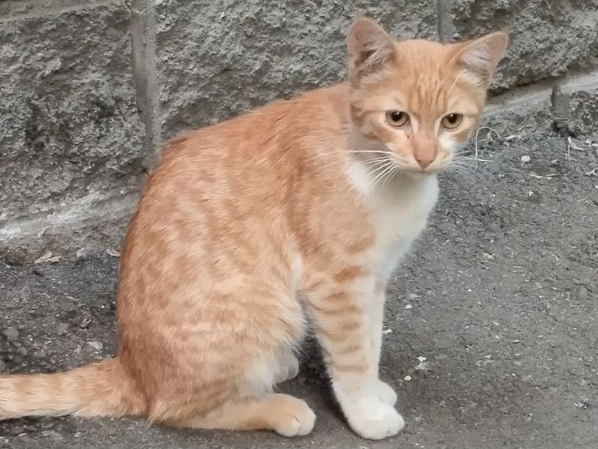 Котик в добрые руки