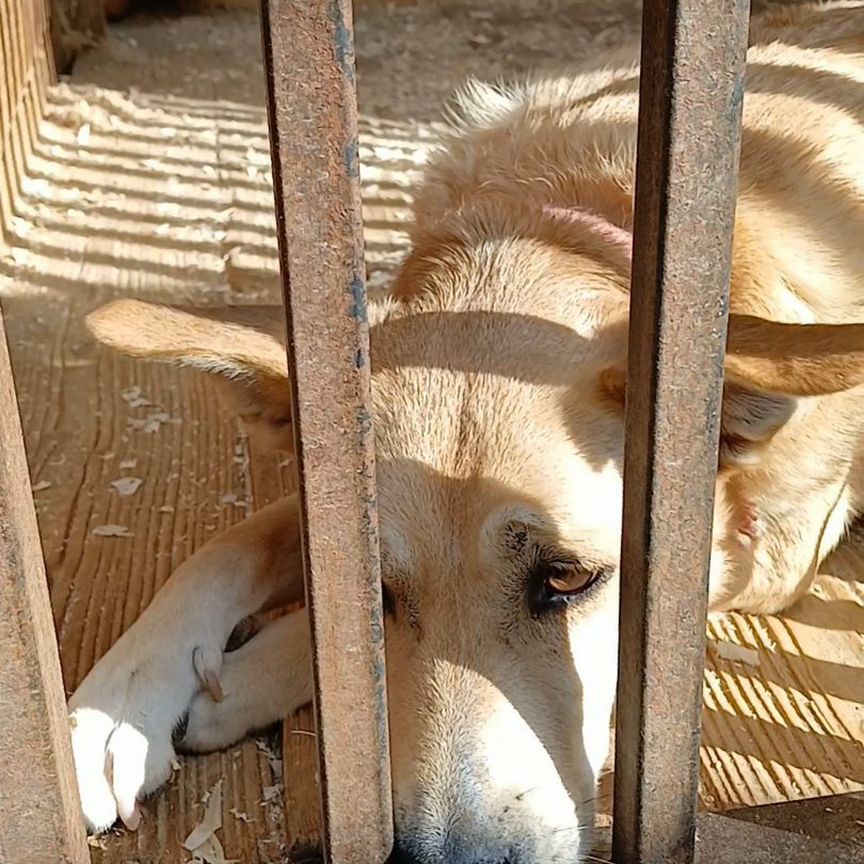 Бэйли отчаялся в приюте