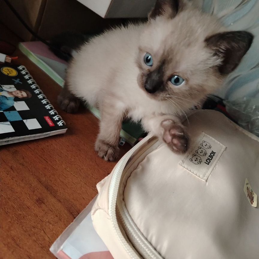 Сиамские котята