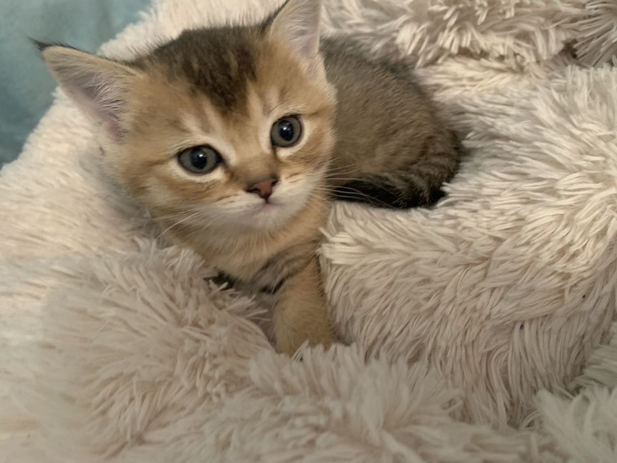 Шотланский золотой котик