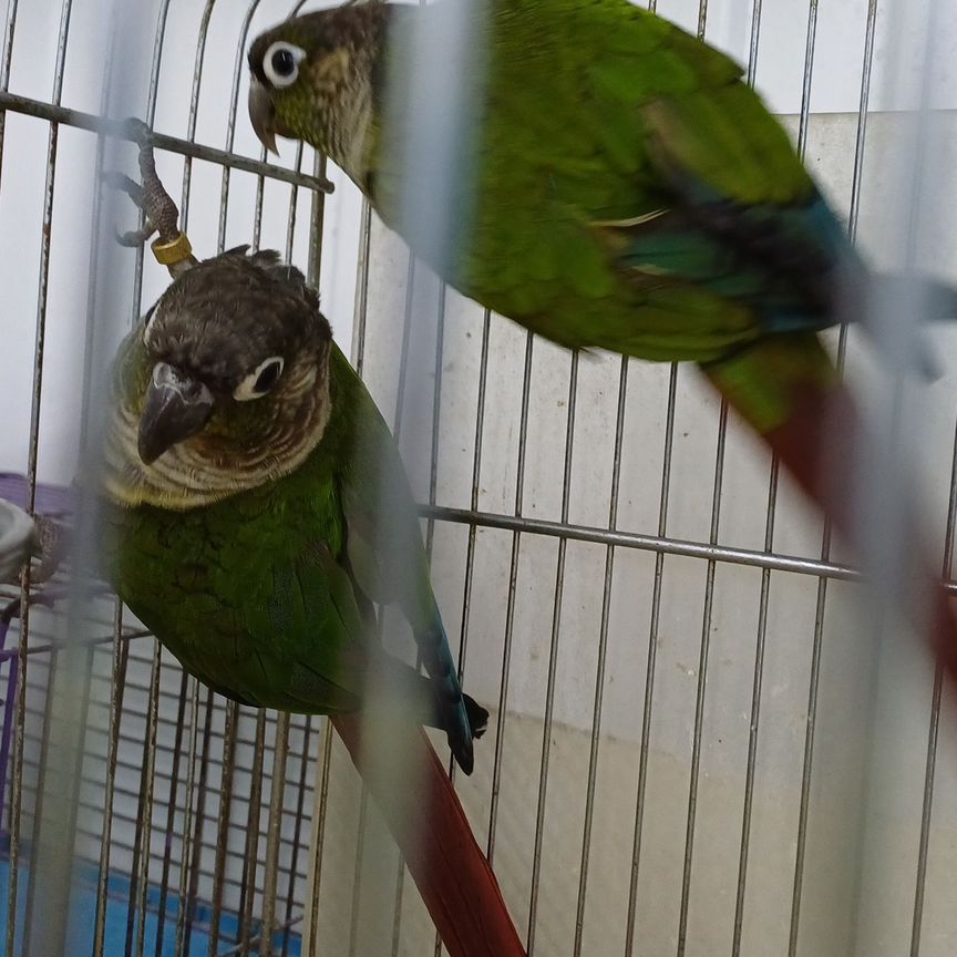 Попугай перрура