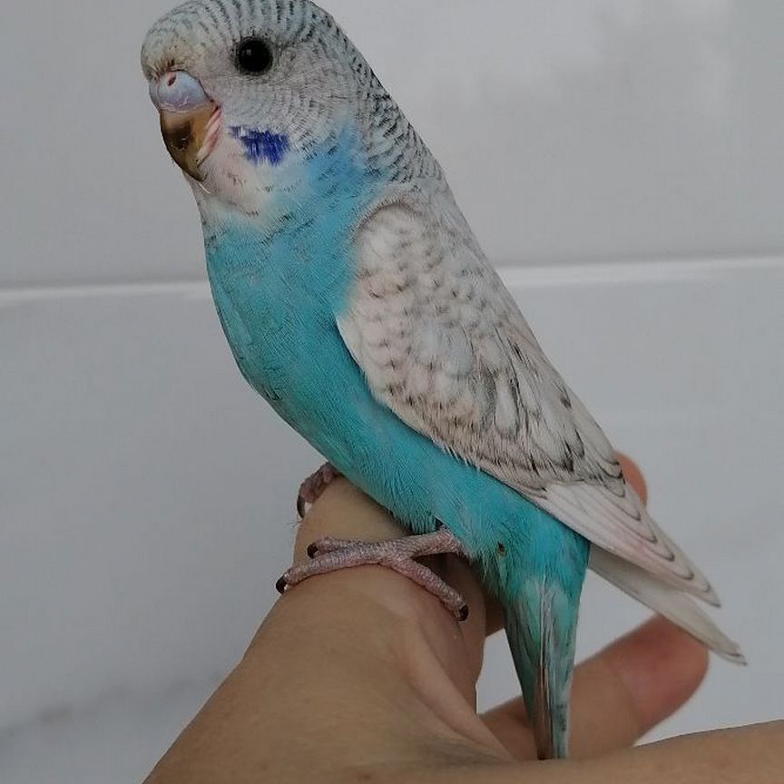 Птенцы волнистый попугай