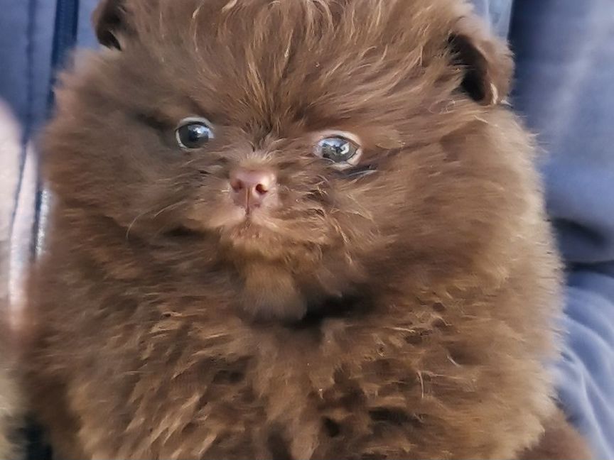 Сладкая шоколадка