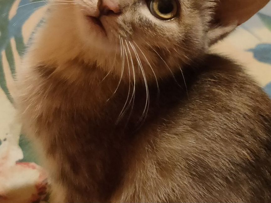 Кошка Сонечка