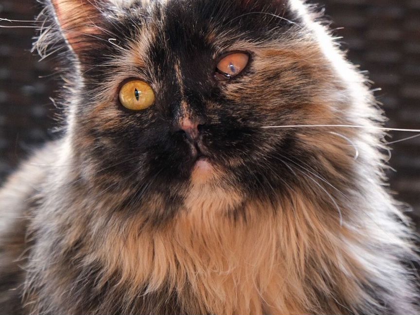 Кошка-осень