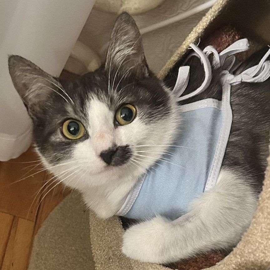 Котёнок от частного владельца