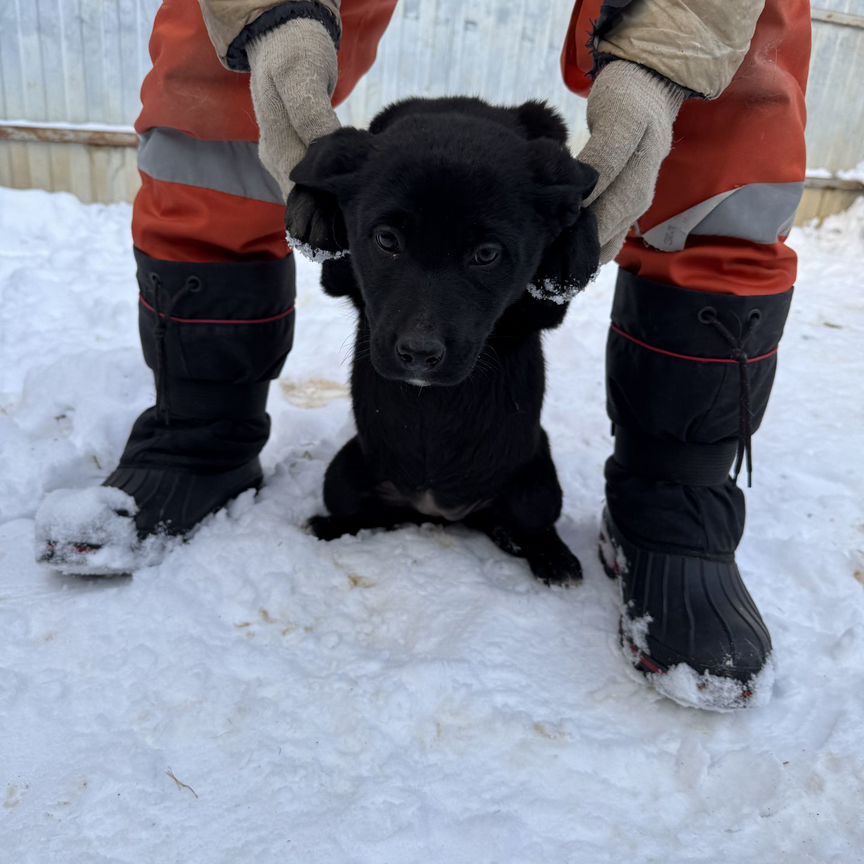 Щенок Машенька из приюта, в добрые руки