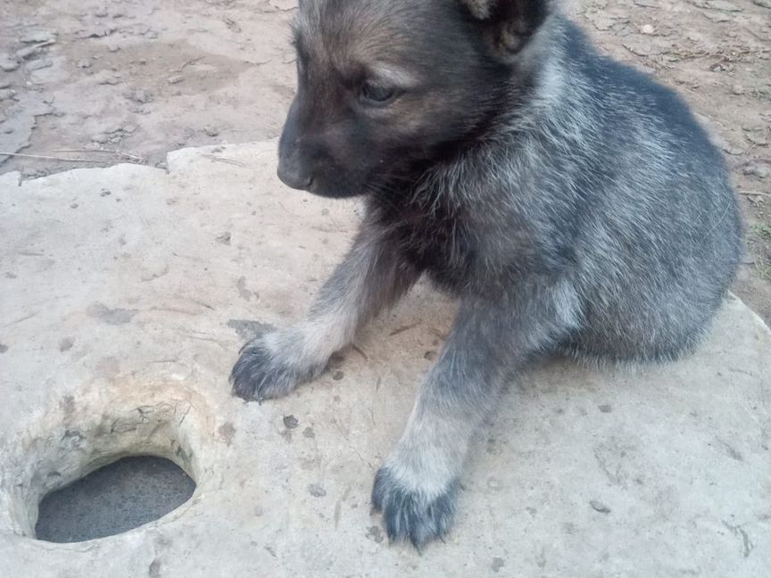 Щенки редкой породы влчак