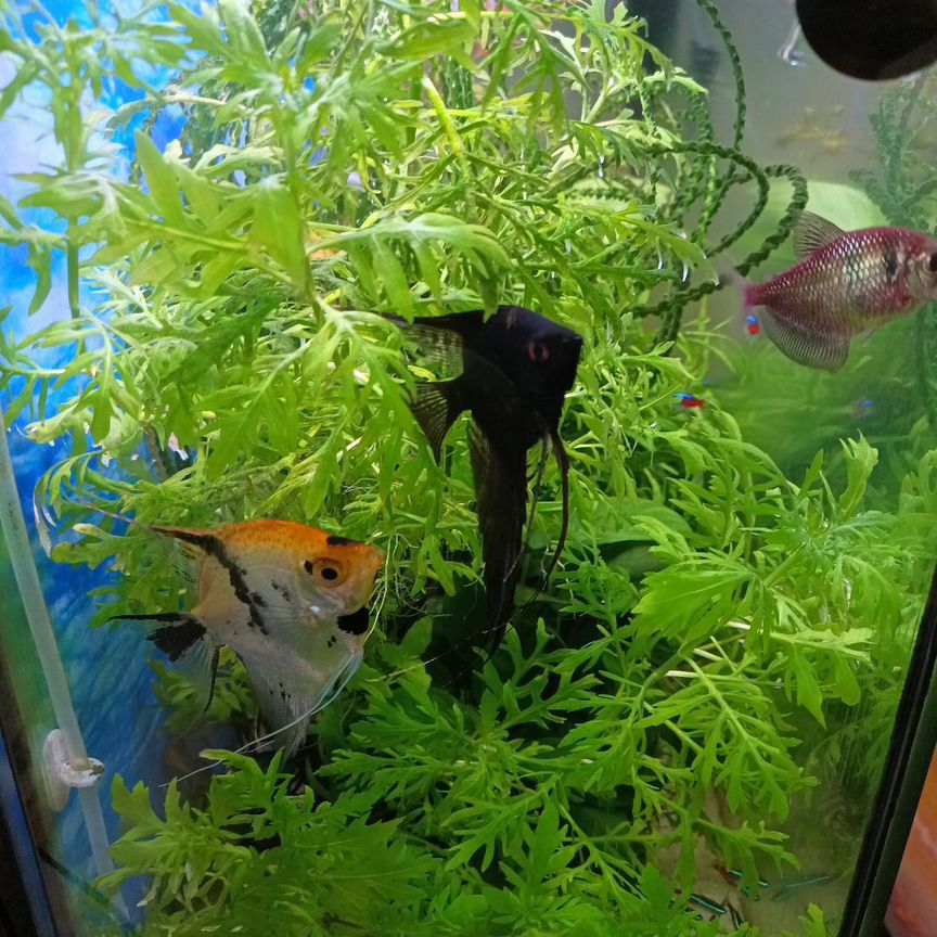 Аквариумные растения