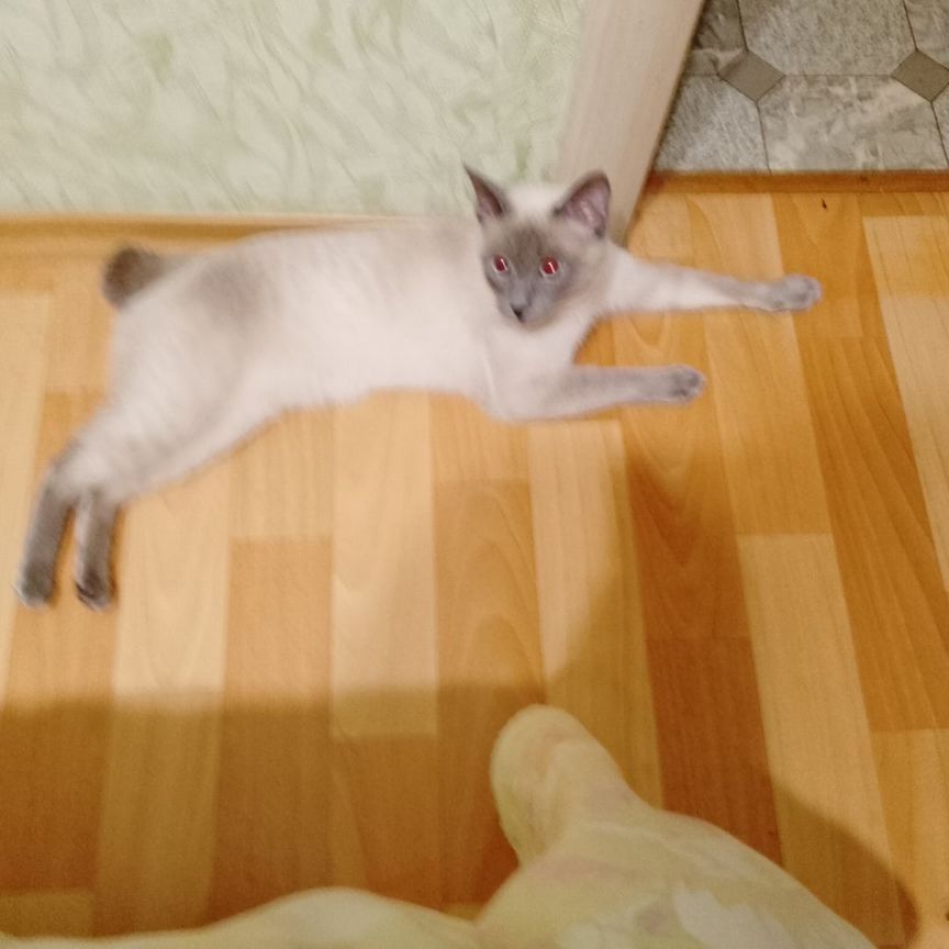 Меконгский бобтейл