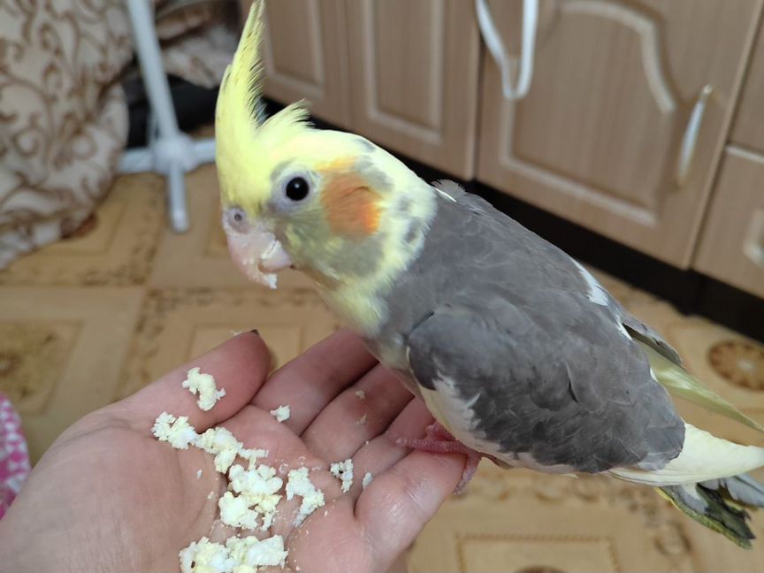 Попугай корелла мальчик