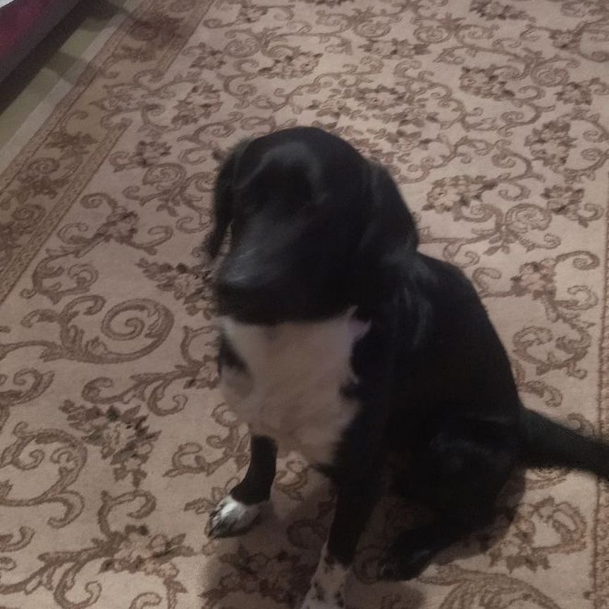 Собака спаниель мальчик