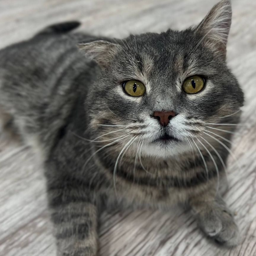 Взрослый кот в добрые руки